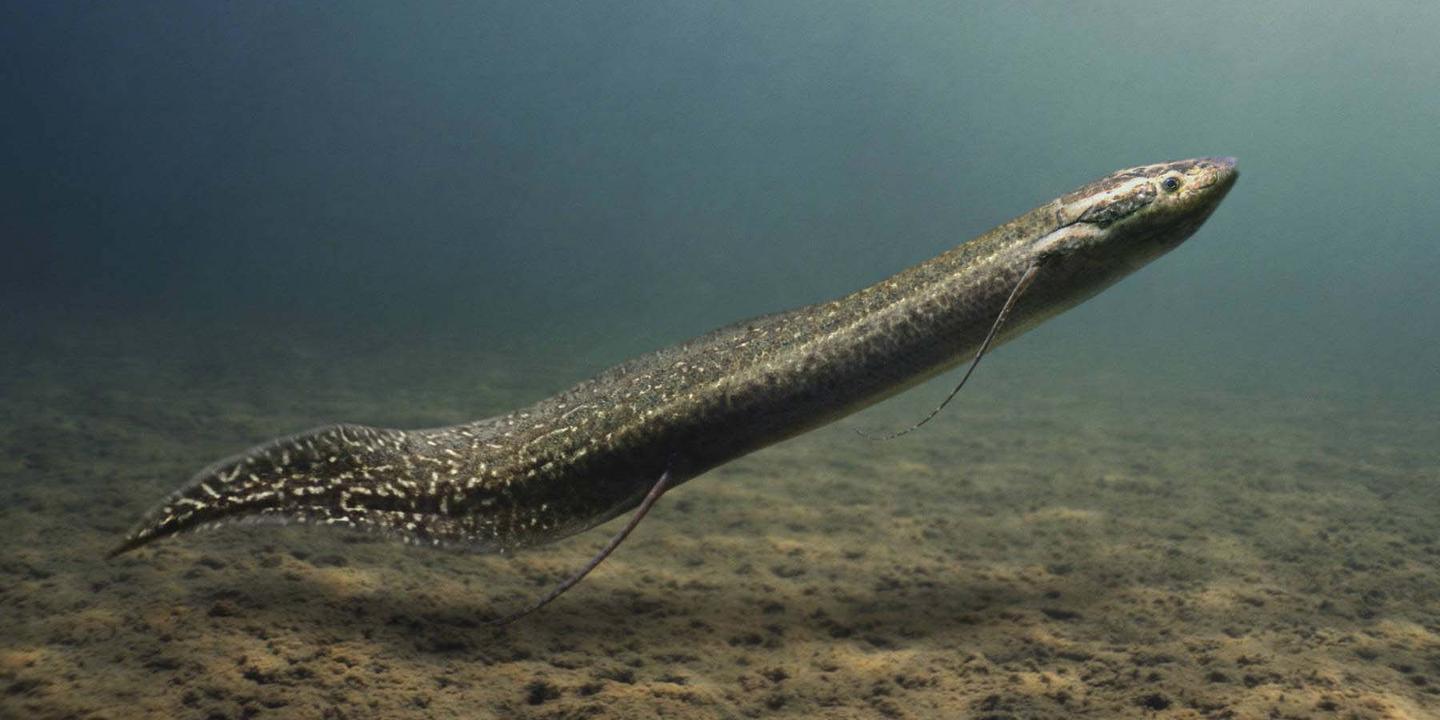 Le poisson à poumons, une bête d’évolution