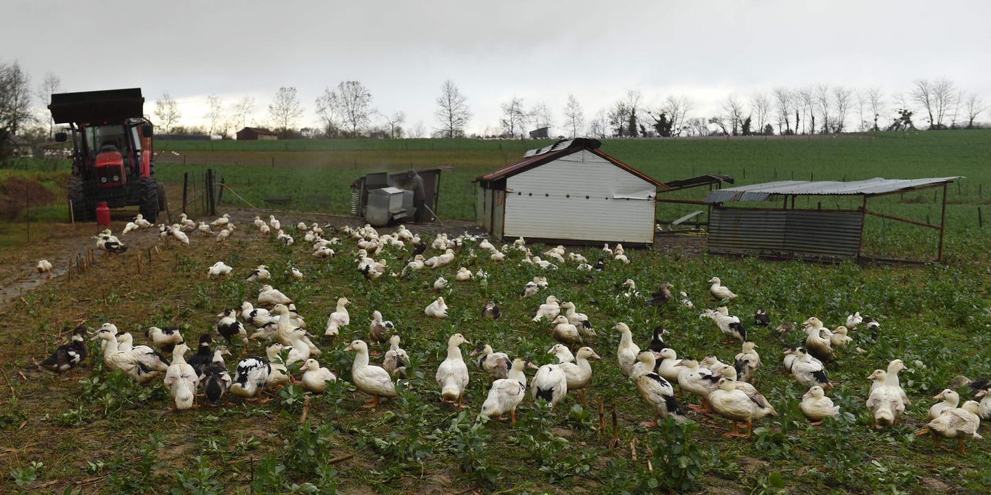 Avian influenza extends in France, with 41 infected farms, including a ...