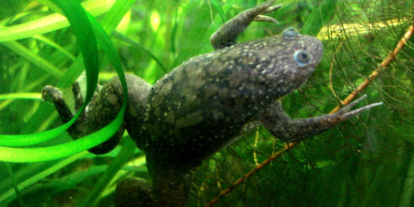 Un cocktail de cinq molécules pour régénérer une patte de xénope amputée