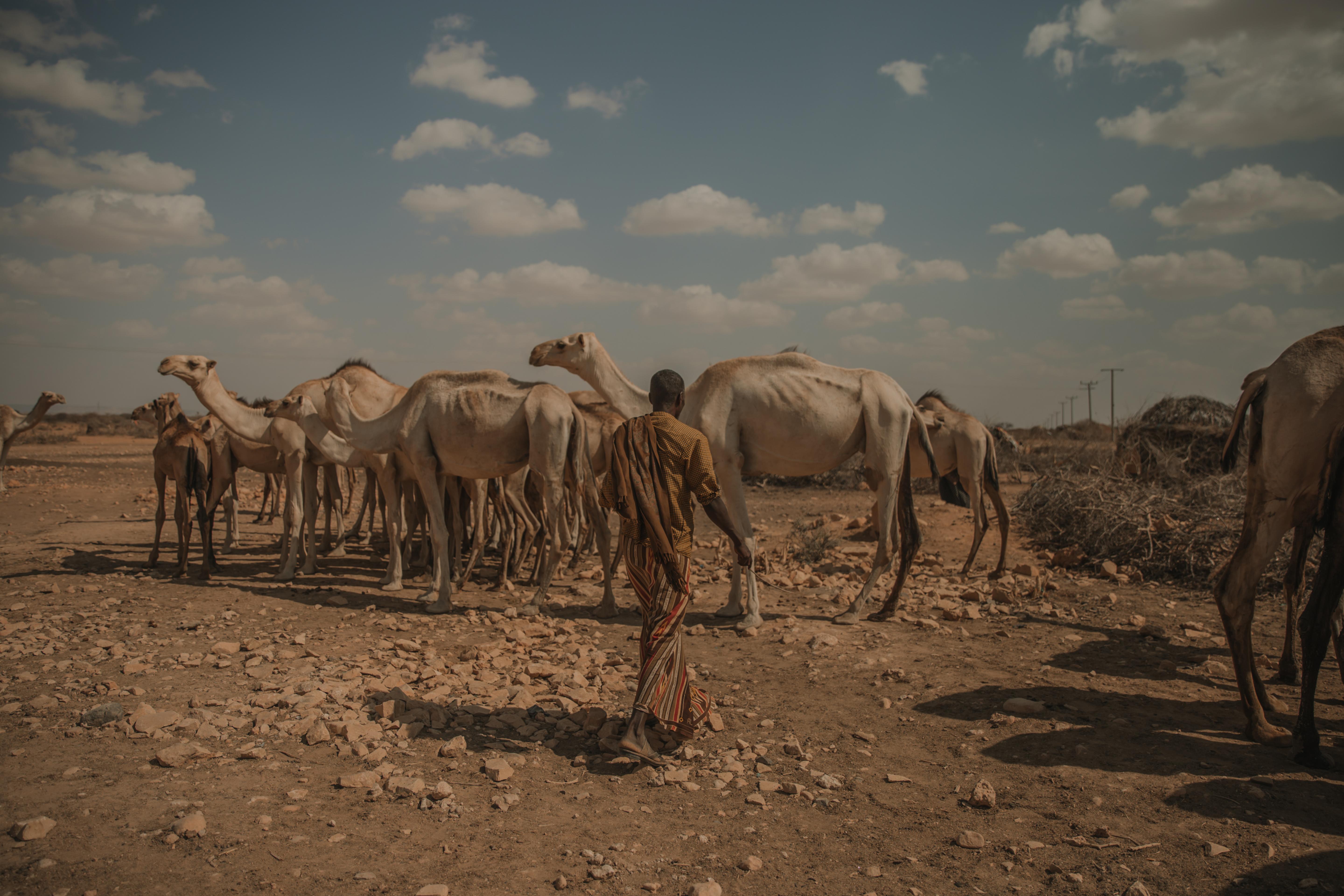 Ethiopie : « Aujourd’hui, la sécheresse tue seulement le bétail mais ...