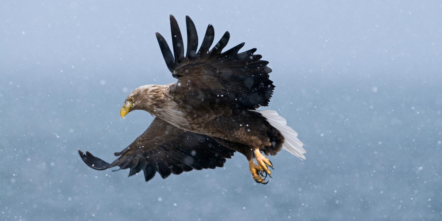 These raptors leaded by hunting | Altus Intel