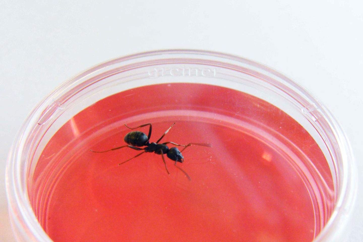 Enlisting ants in the fight against cancer