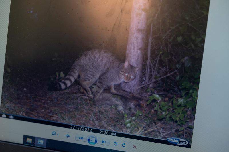 A rare European forest cat is on the rise in France