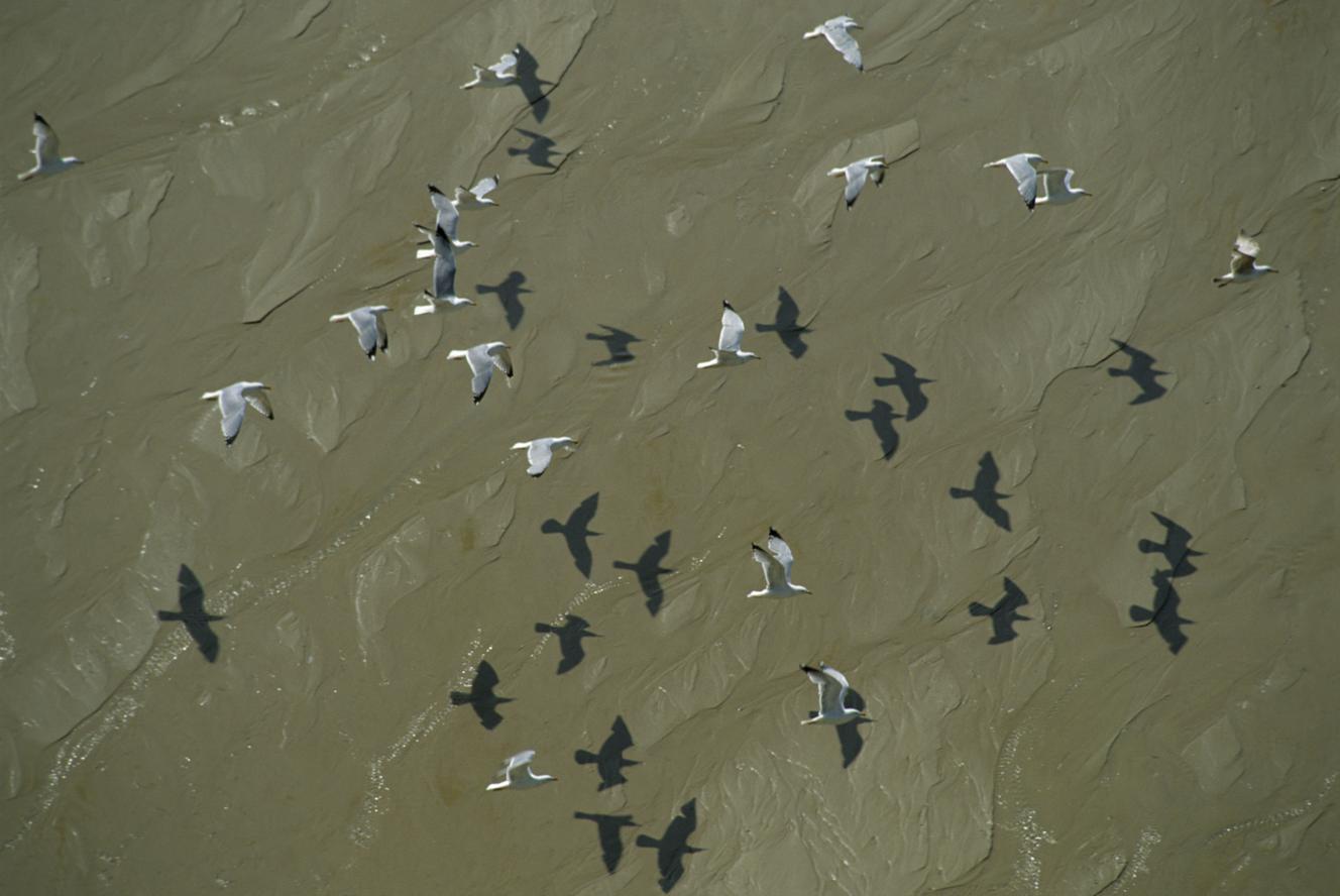 Cinq sites naturels en France pour observer la migration des oiseaux