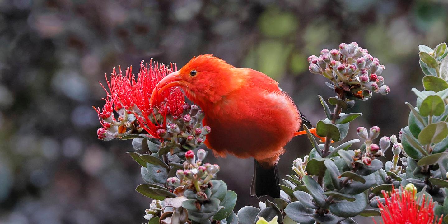 Why Hawaii's birds keep dying