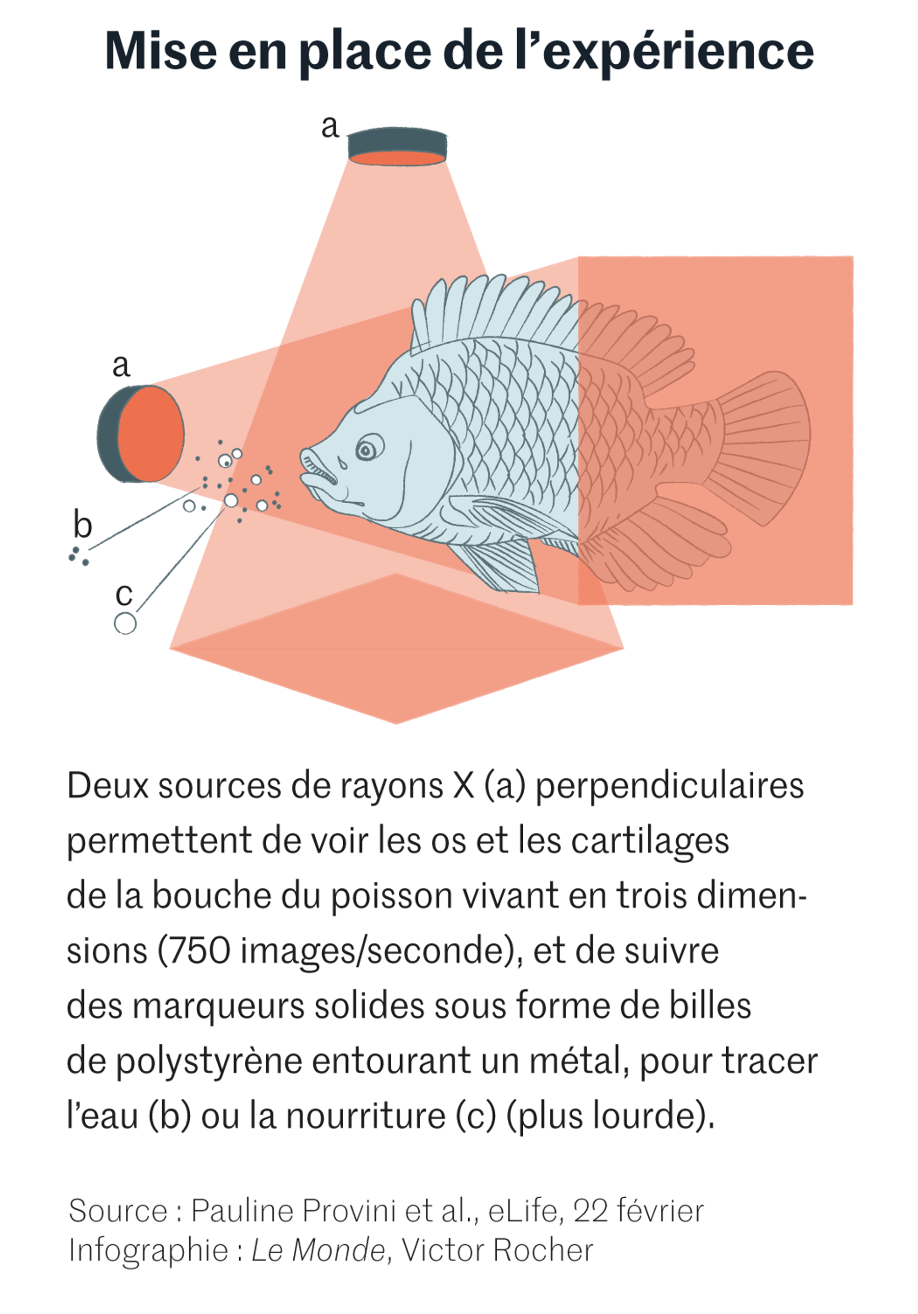 Comment les poissons mangent sans avaler d’eau