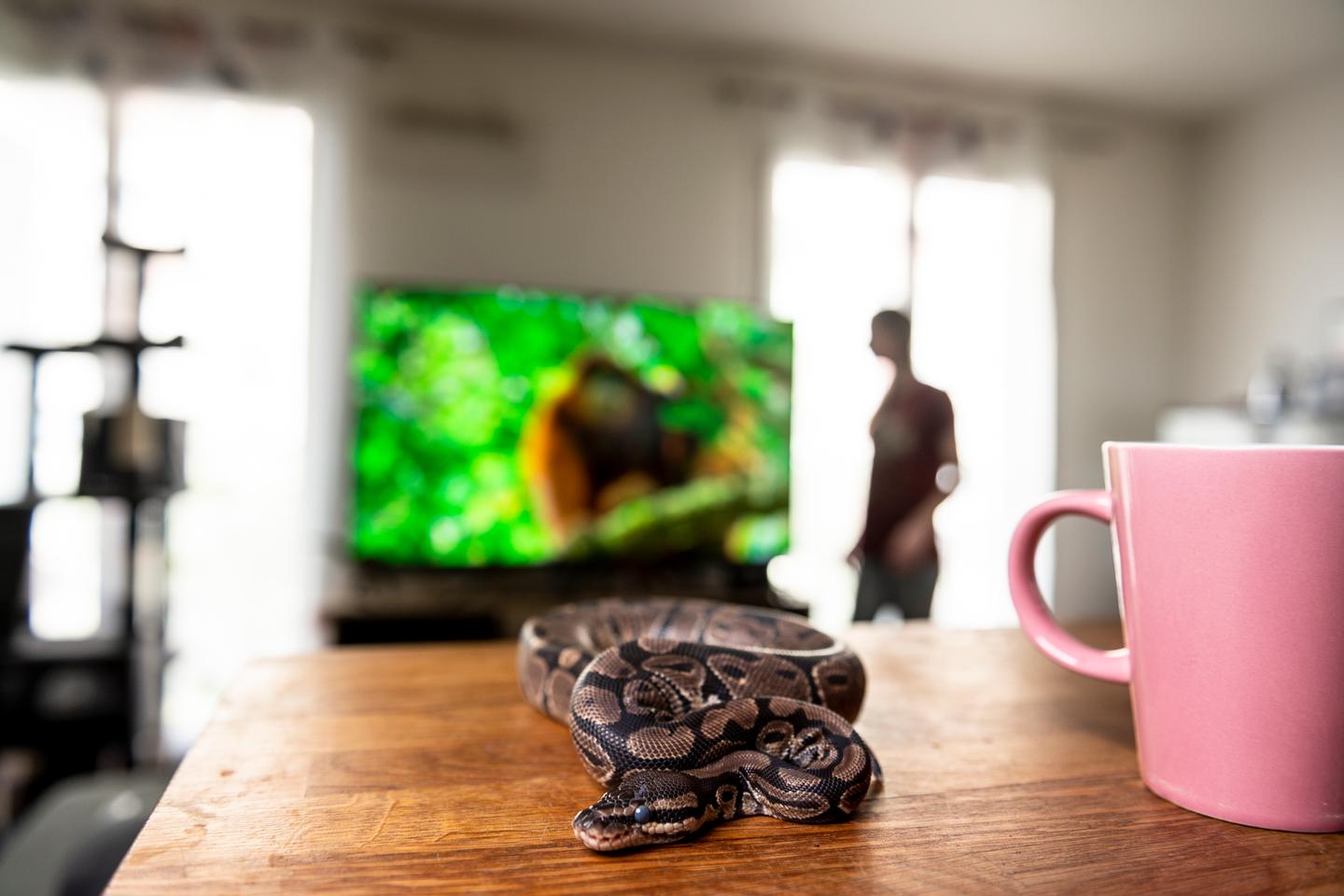 « A la maison, avec le Covid, les animaux ont pris le pouvoir