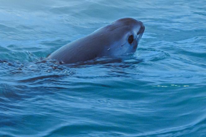 The survival of the vaquita is in our hands