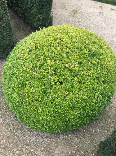 (Beaux) jardins, buis et topiaires