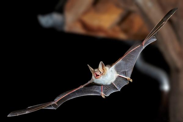 The bats that pretend to be hornets to keep owls away