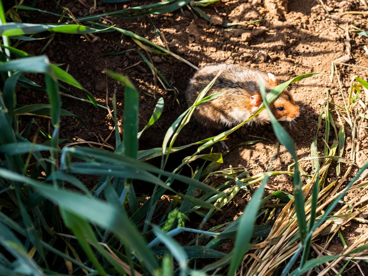 Le grand hamster d’Alsace, une espèce sous perfusion