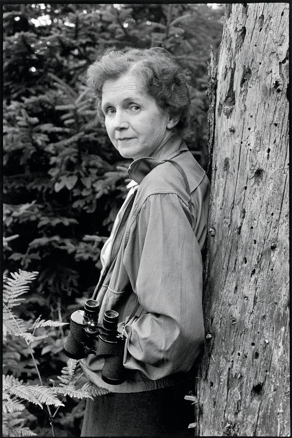 Rachel Carson, pionnière de l’écologie politique et « première grande ...
