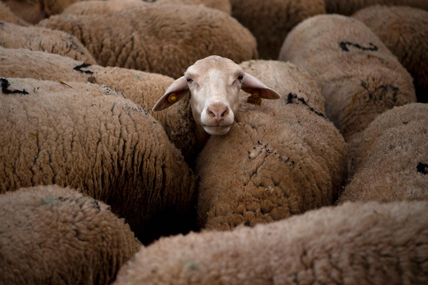 Sudan: more than 15,000 sheep die drowned after sinking of a ship ...