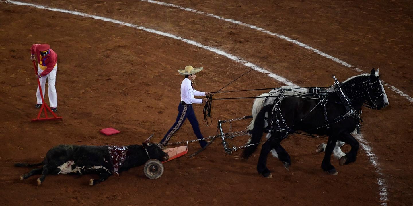Court in Mexico City permanently bans bullfighting in the capital
