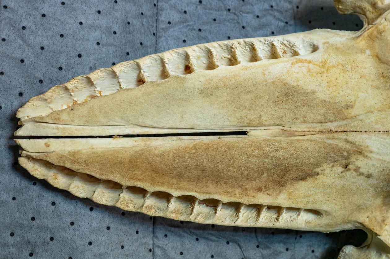 A second life for the Seine orca in Paris's natural history museum