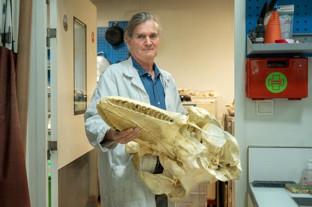 Dans les collections du Muséum national d’histoire naturelle, la ...
