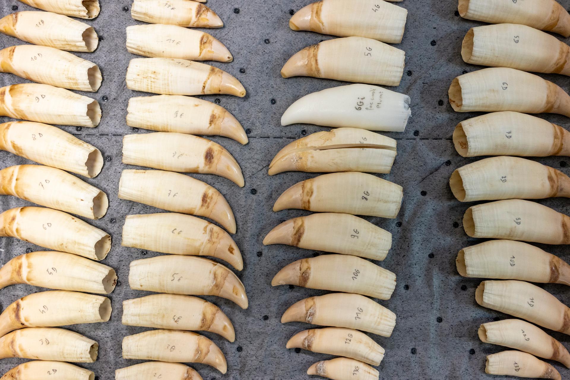 A second life for the Seine orca in Paris's natural history museum