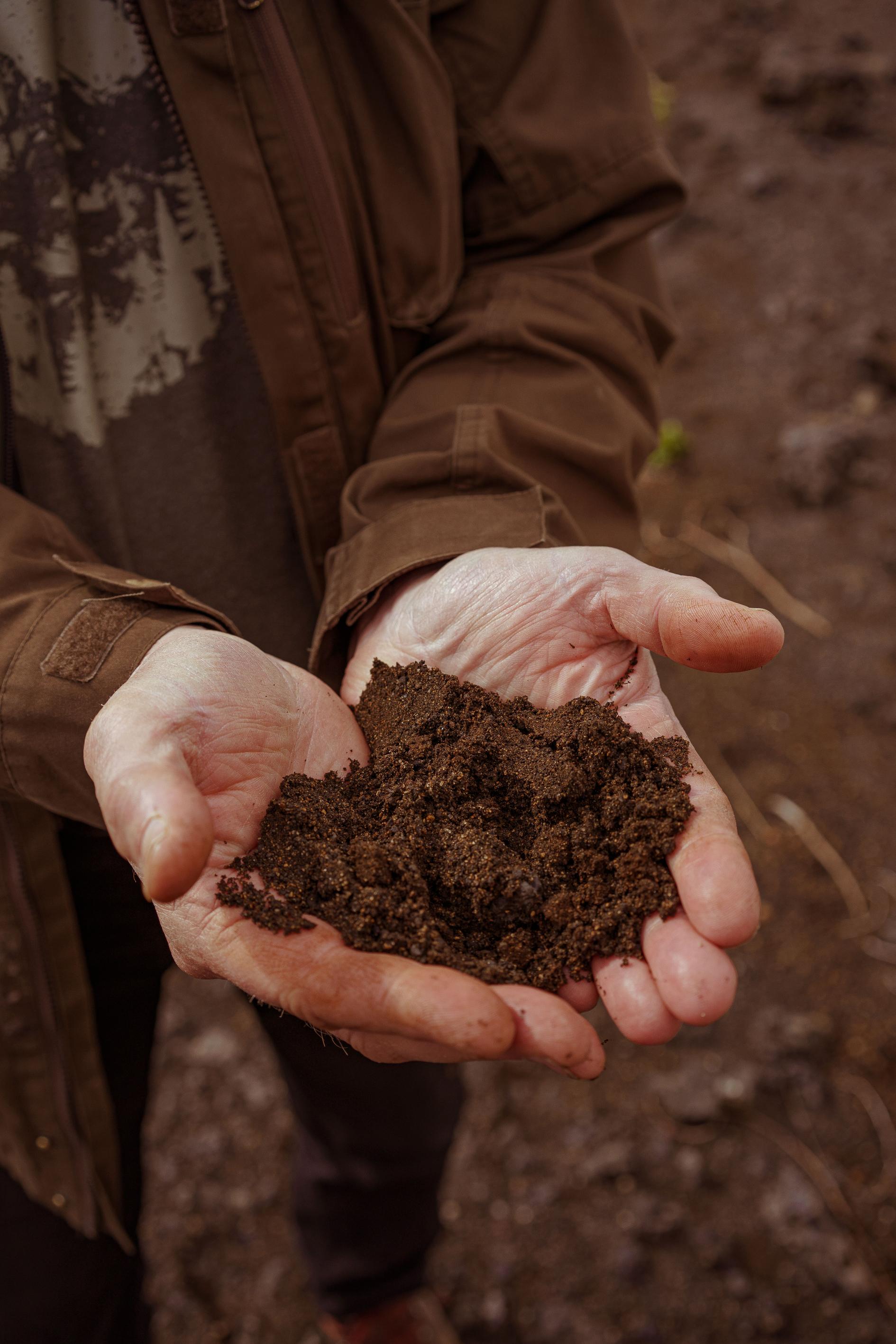 Icelanders' reforestation efforts paint volcanic lava green