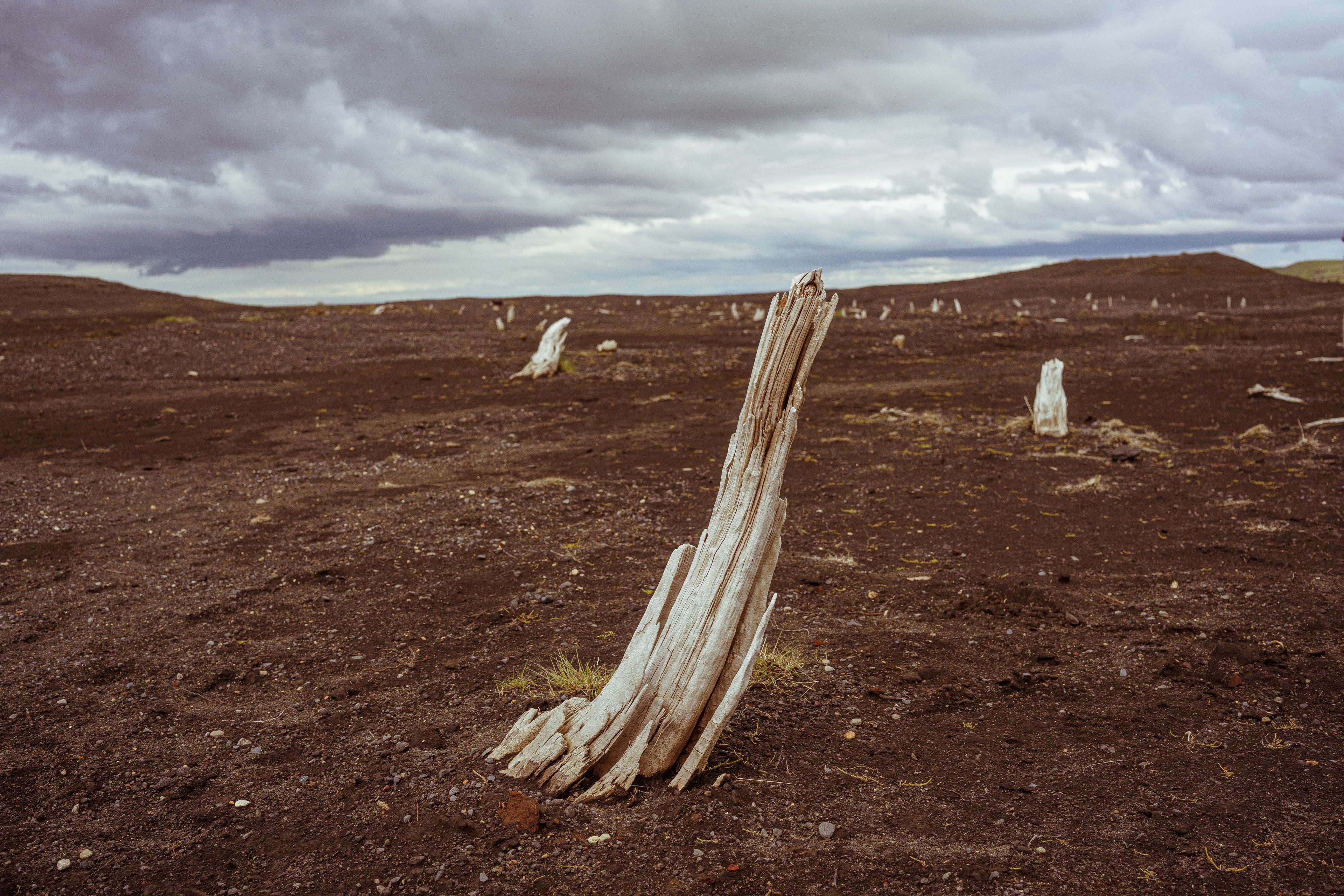 Icelanders' reforestation efforts paint volcanic lava green