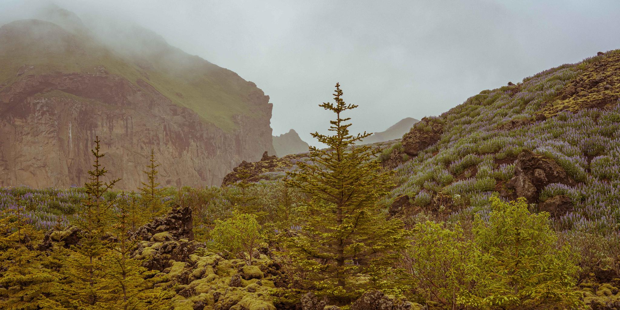 Icelanders' reforestation efforts paint volcanic lava green