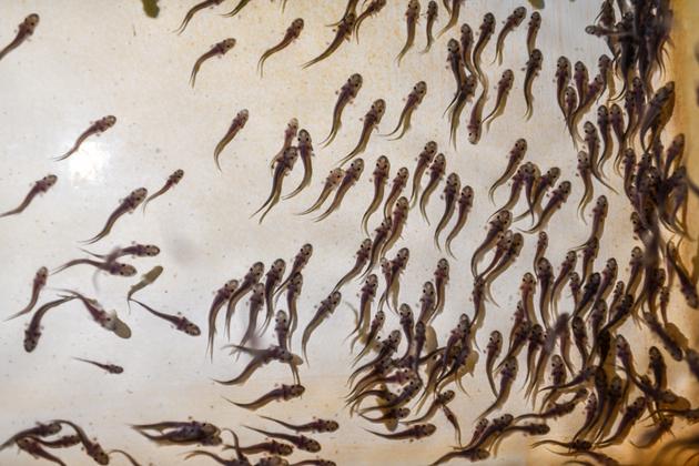 Dans le Sud-Ouest, le long combat pour sauver la dernière population d ...