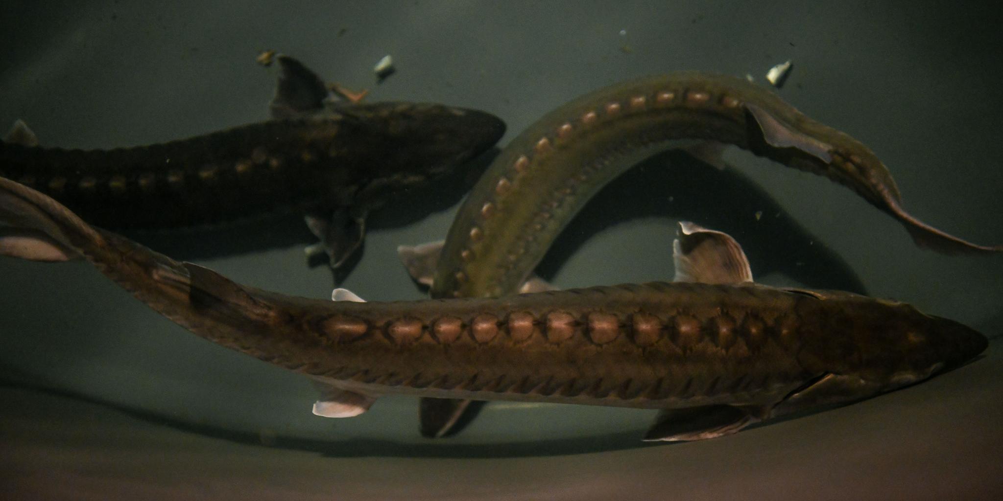 Dans le Sud-Ouest, le long combat pour sauver la dernière population d ...