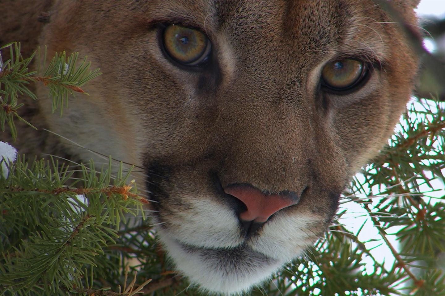 « Yellowstone, nature extrême », sur Arte : sur les traces des grands ...