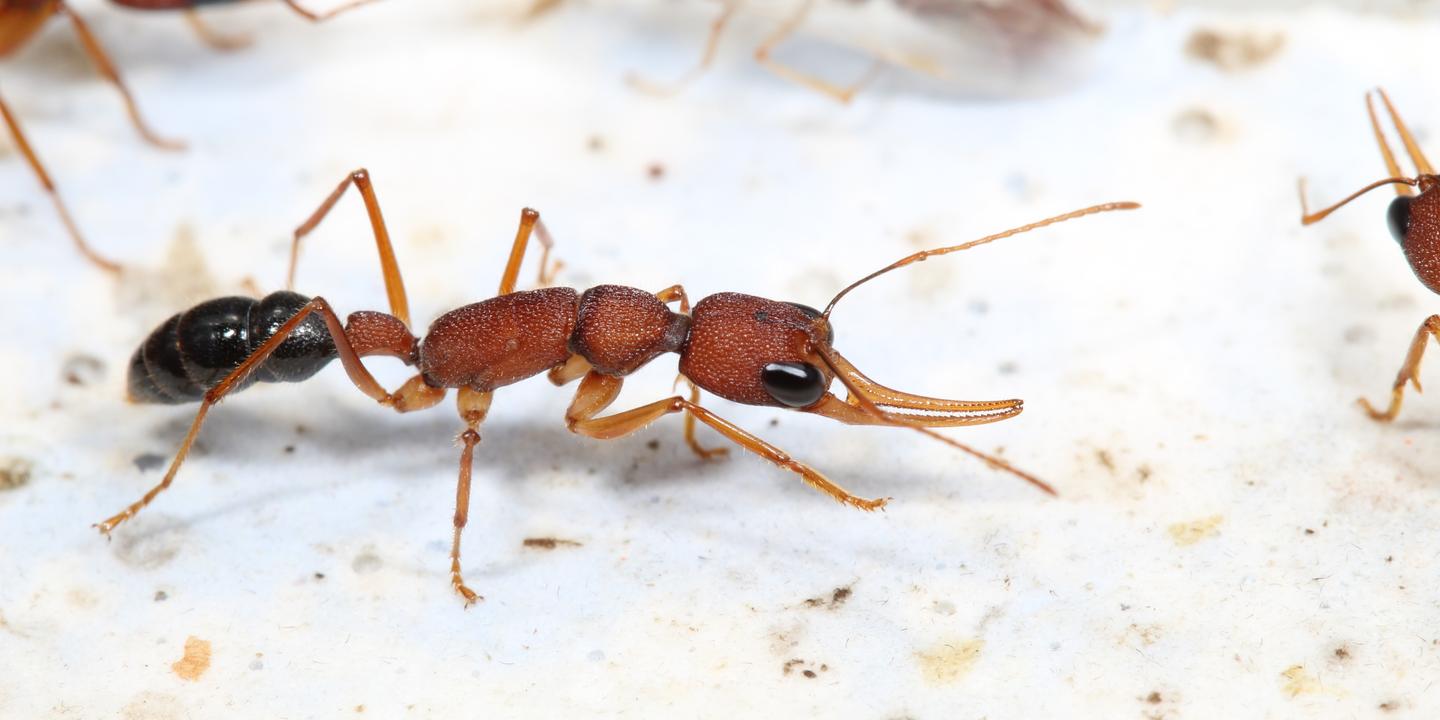 Zoologie : les reines fourmis carburent à l’insuline