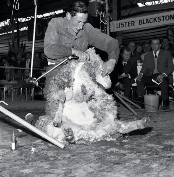 does removing wool harm sheep