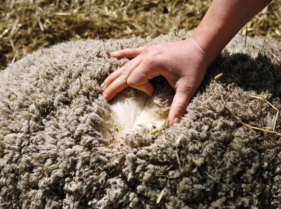 does removing wool harm sheep