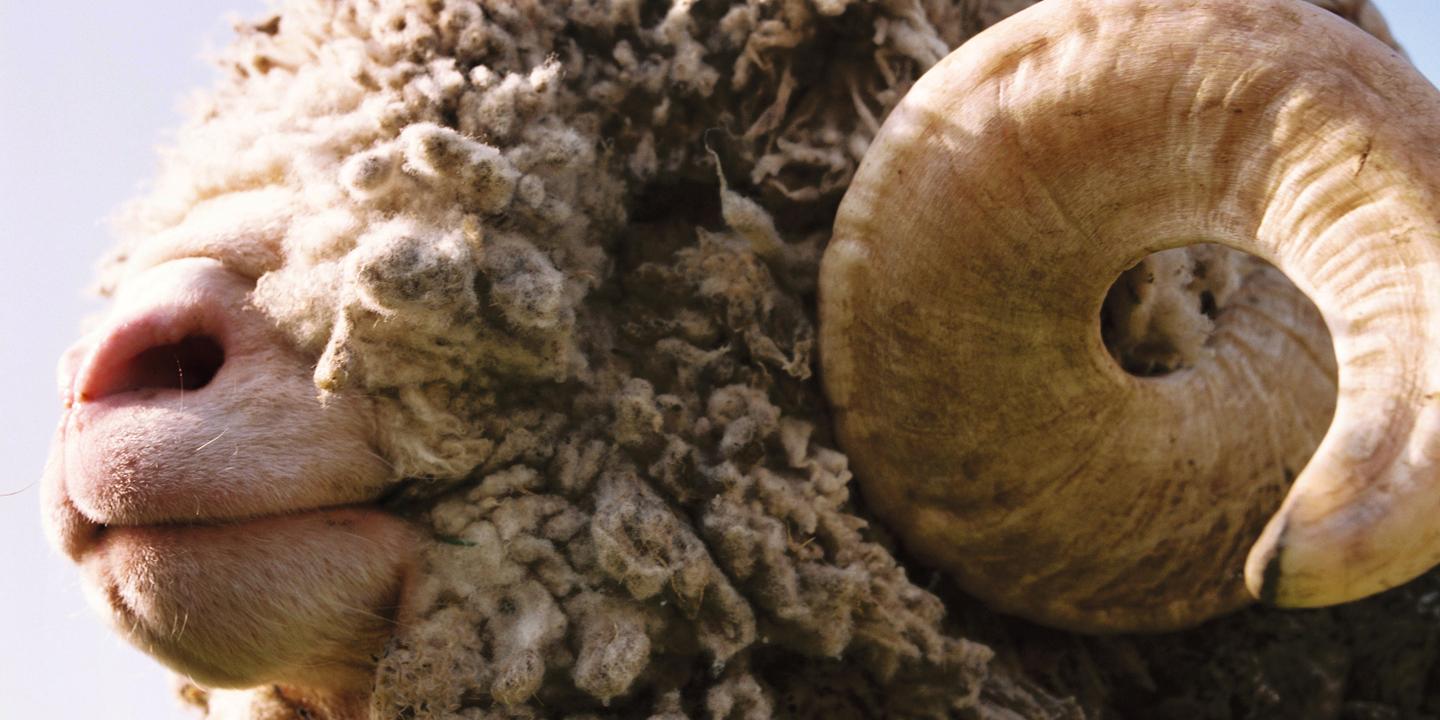 With merino wool, the question of animal welfare is back in fashion