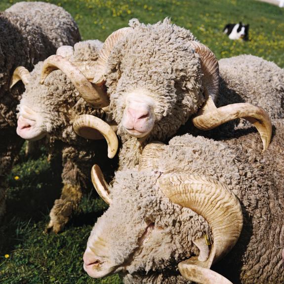 does removing wool harm sheep
