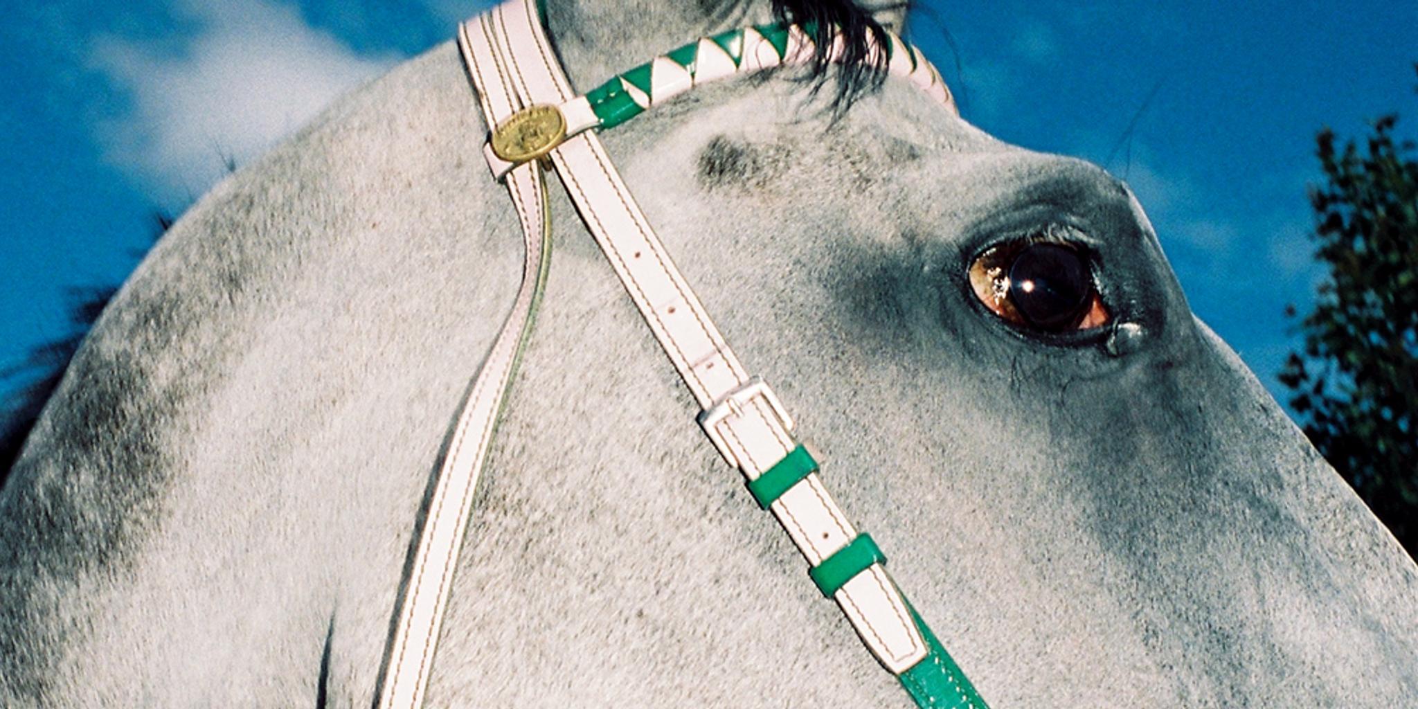 Le dopage des chevaux dans la ligne de mire de la justice