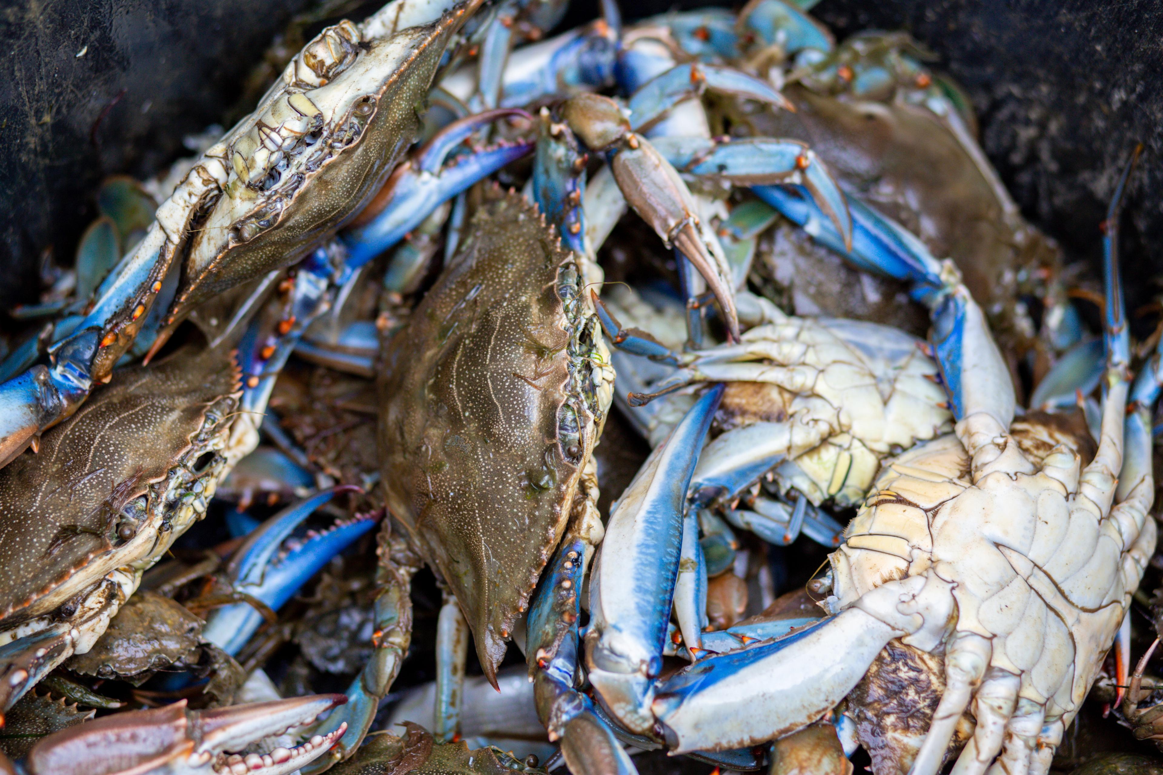 A Canet-en-Roussillon, le crabe bleu a réduit à néant la pêche aux ...