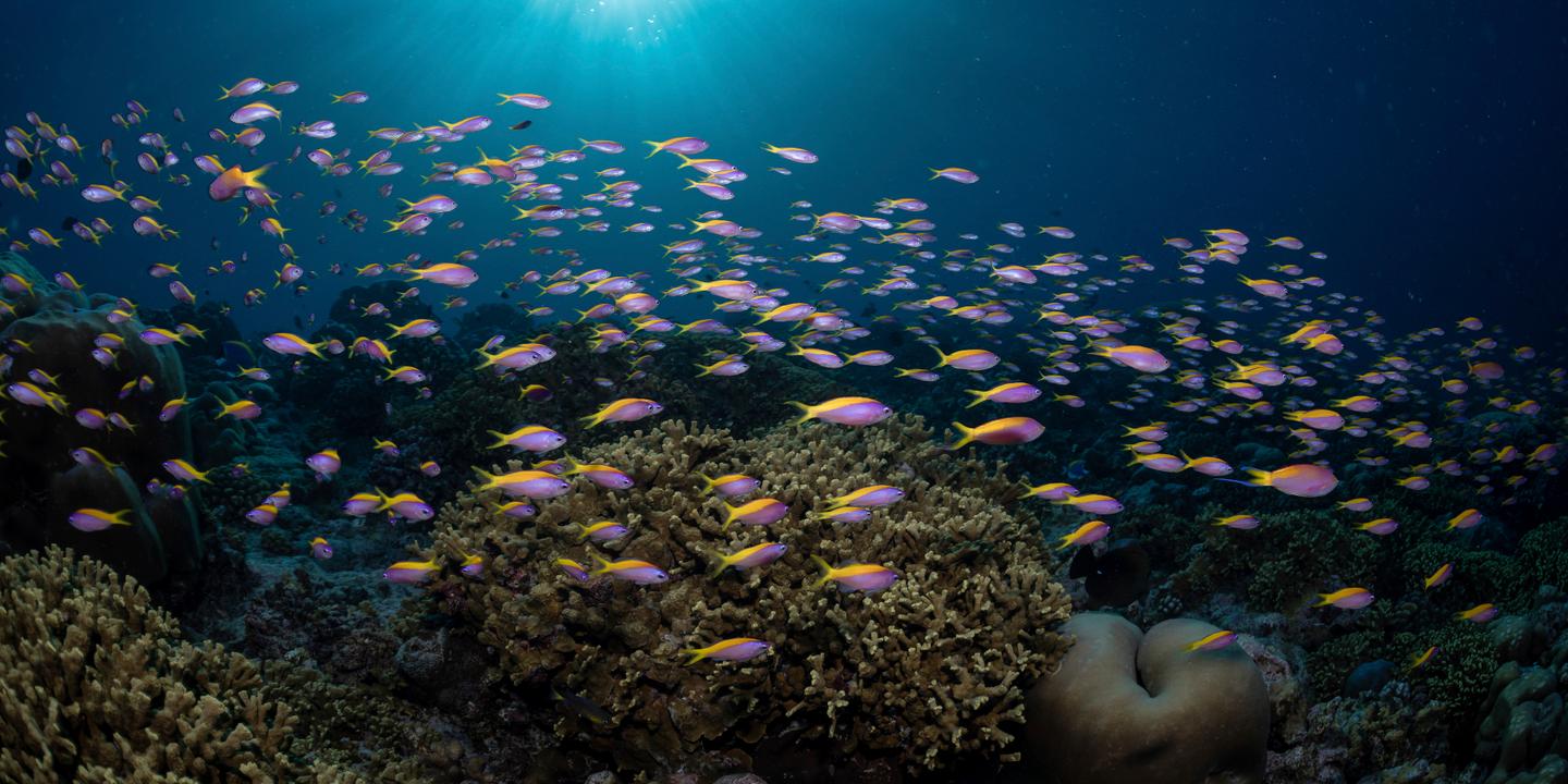 « En l’absence de régulation de la pêche, le phénomène de “course au ...