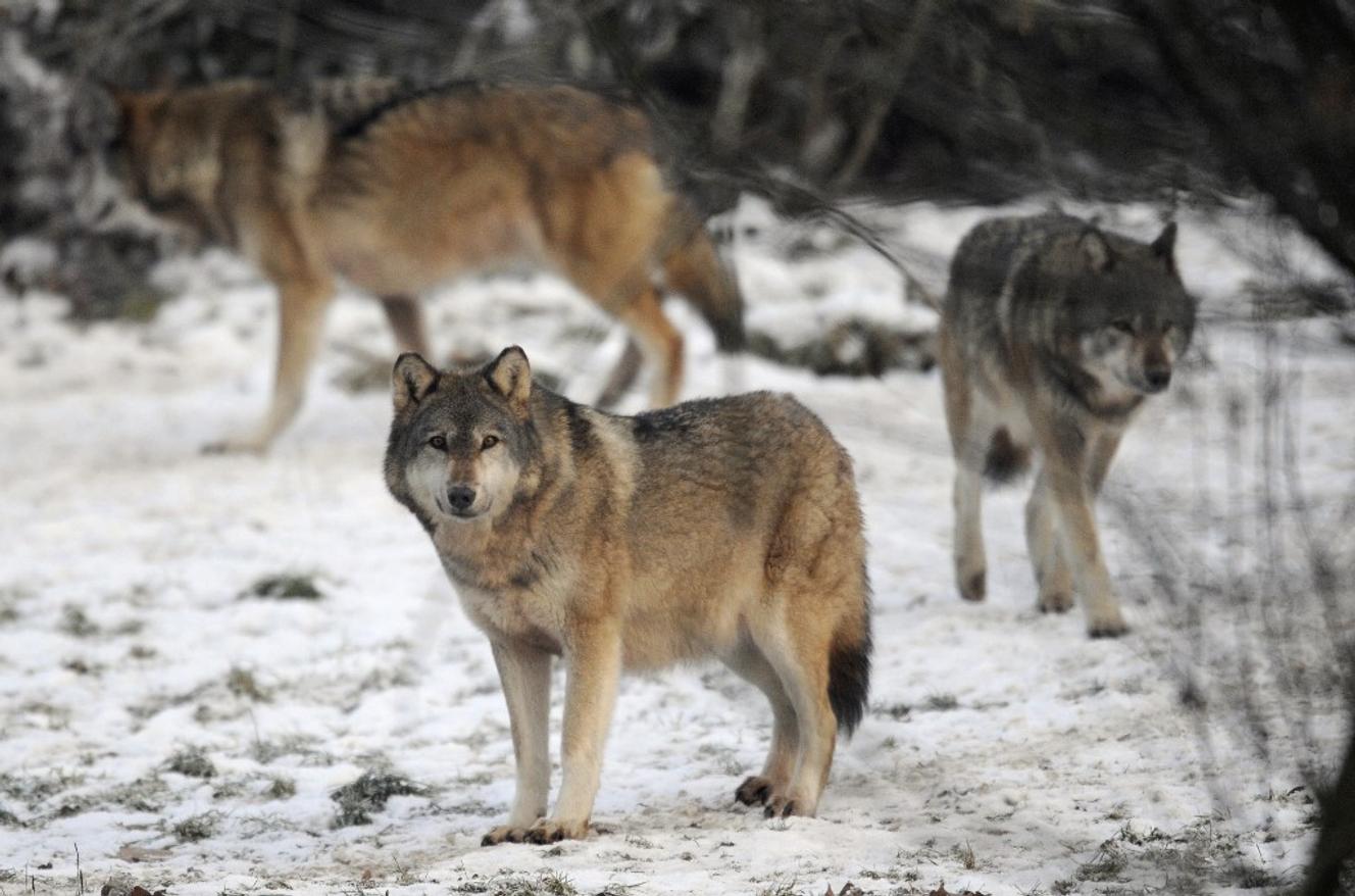 Chasse au loup en Lozère : quel est le cadre légal de ces « tirs de ...