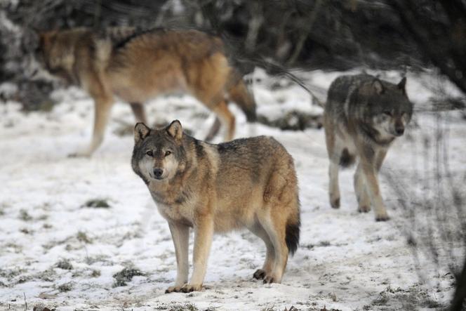 What are the French laws governing 'preventive shooting' of wolves?