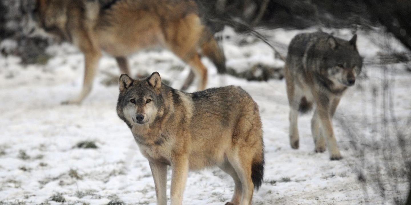What are the French laws governing 'preventive shooting' of wolves?