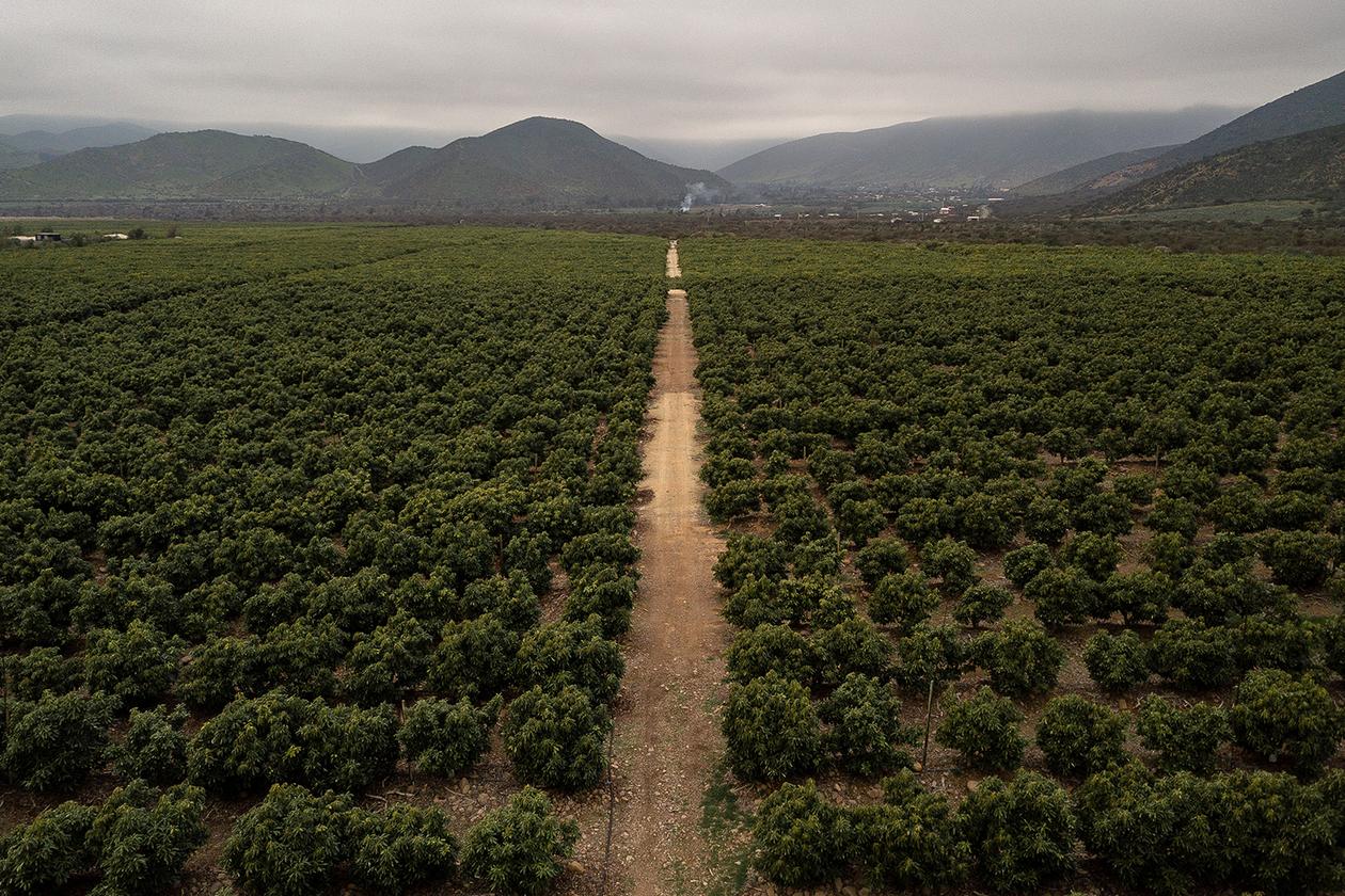 In the midst of Chile's megadrought, anger turns toward avocados