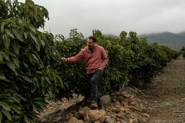In the midst of Chile's megadrought, anger turns toward avocados