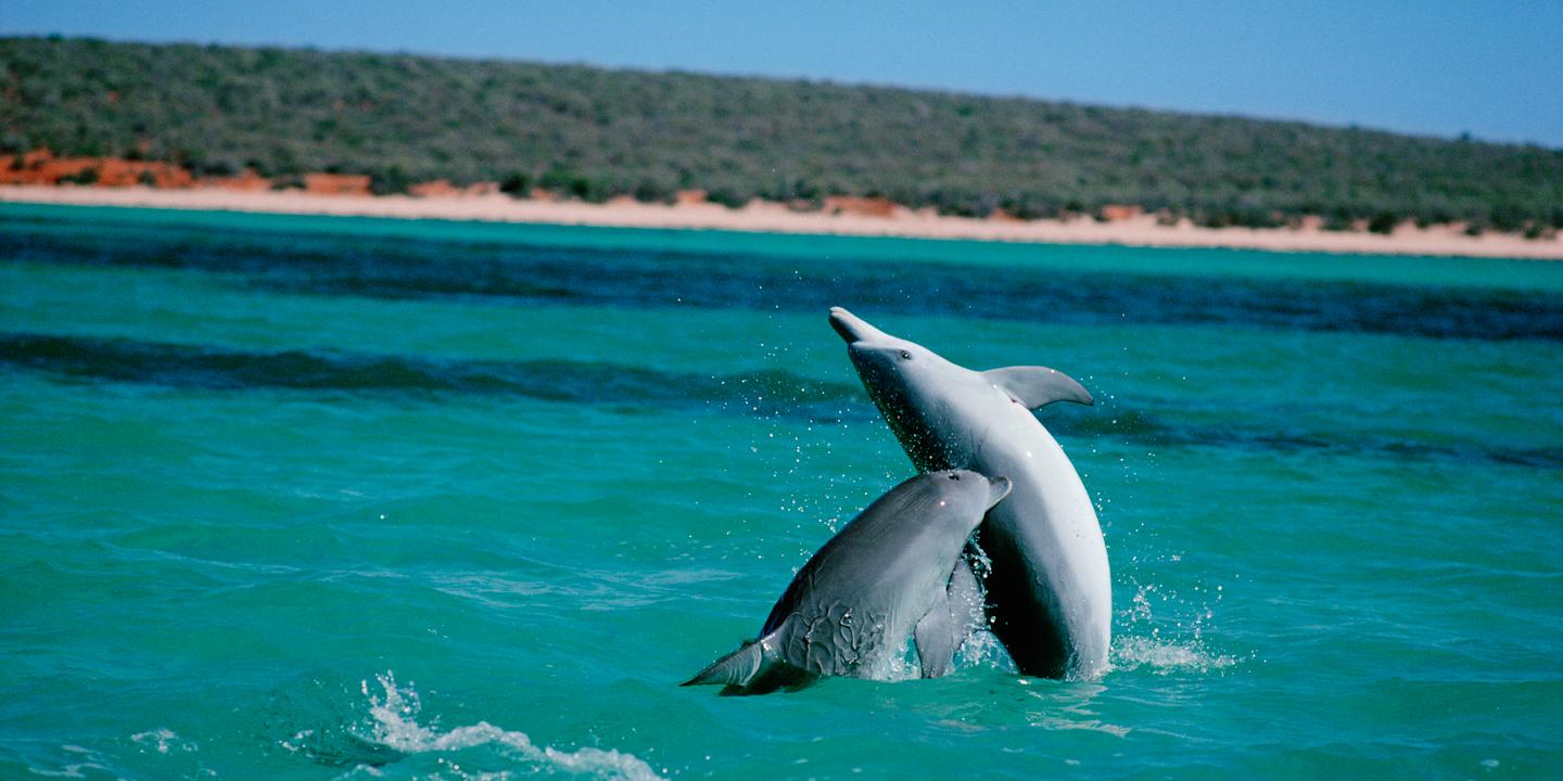 Zoologie : les dauphins s’organisent en gang pour accéder aux femelles