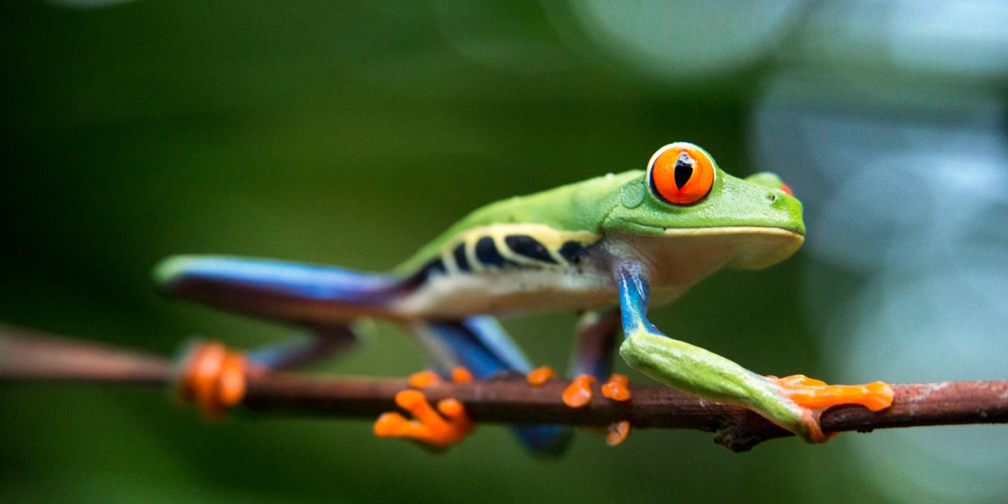 Decline in frog populations leads to malaria outbreaks