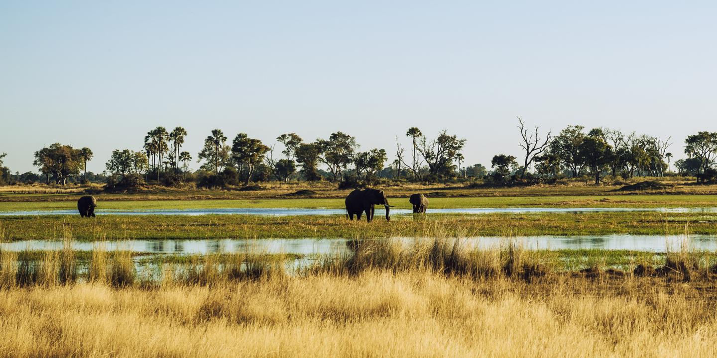 Au Botswana, un incroyable fleuve dans le désert