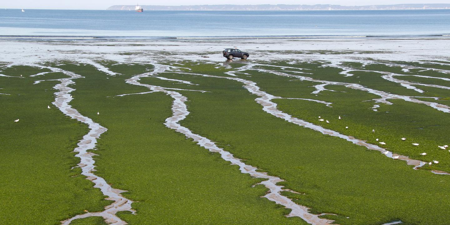 En Bretagne, le nouveau plan de lutte contre les algues vertes contesté ...