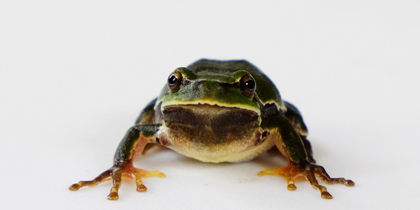 A frog species in Chernobyl has changed color