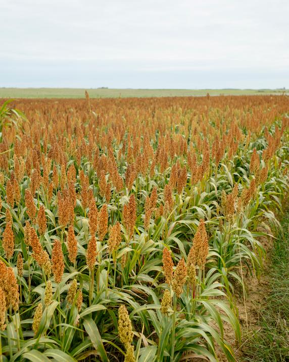 famine resistant crops