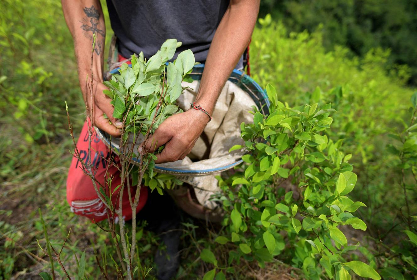 Cocaïne En Colombie La Culture De La Coca Atteint Un Niveau