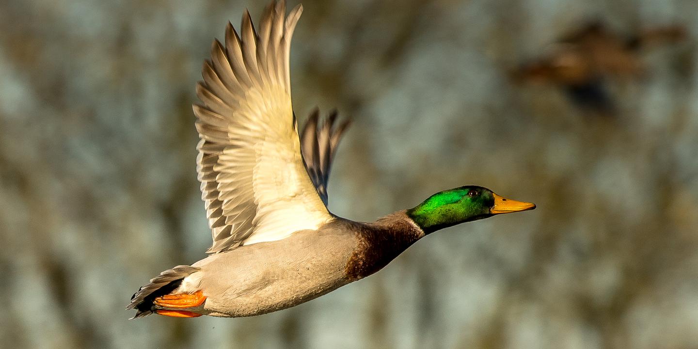 Pourquoi la chasse divise autant en France : « Plus la pratique diminue ...