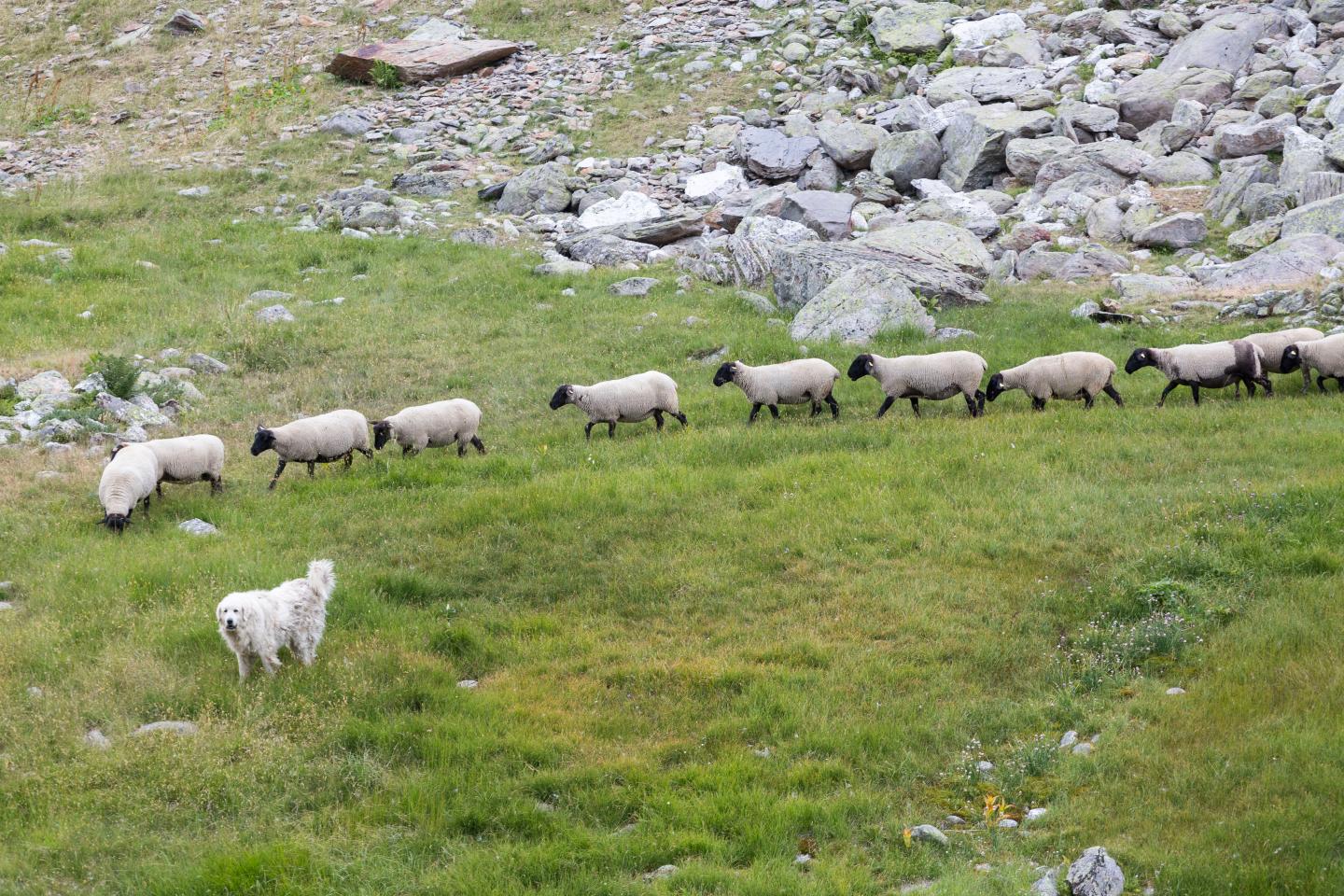 Le panurgisme des moutons obéit à des règles simples
