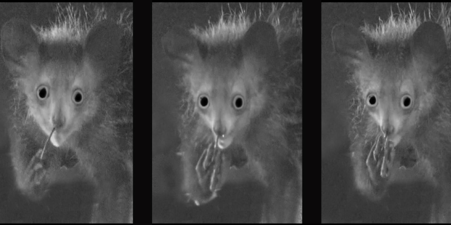 Why monkeys pick their noses